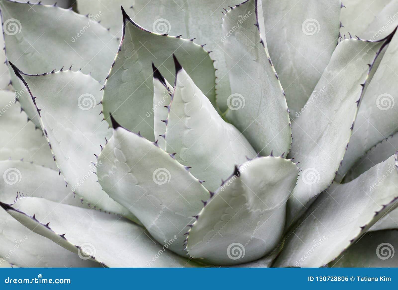 Succulent Close-up, Texture, Background. Stock Photo - Image of desert ...
