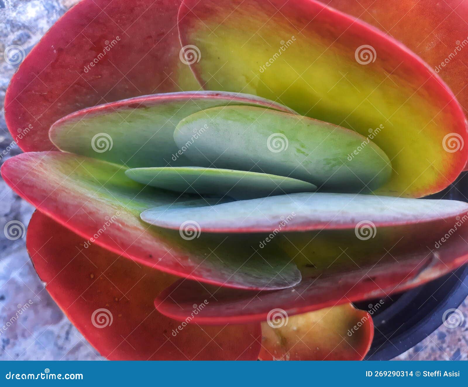 Red and Green Gradient Colour Big Succulent Plant Stock Photo - Image ...