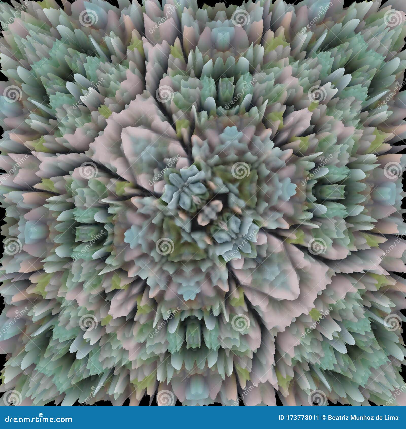 Succulent Distorted Mandala Stock Image - Image of green, succulent ...