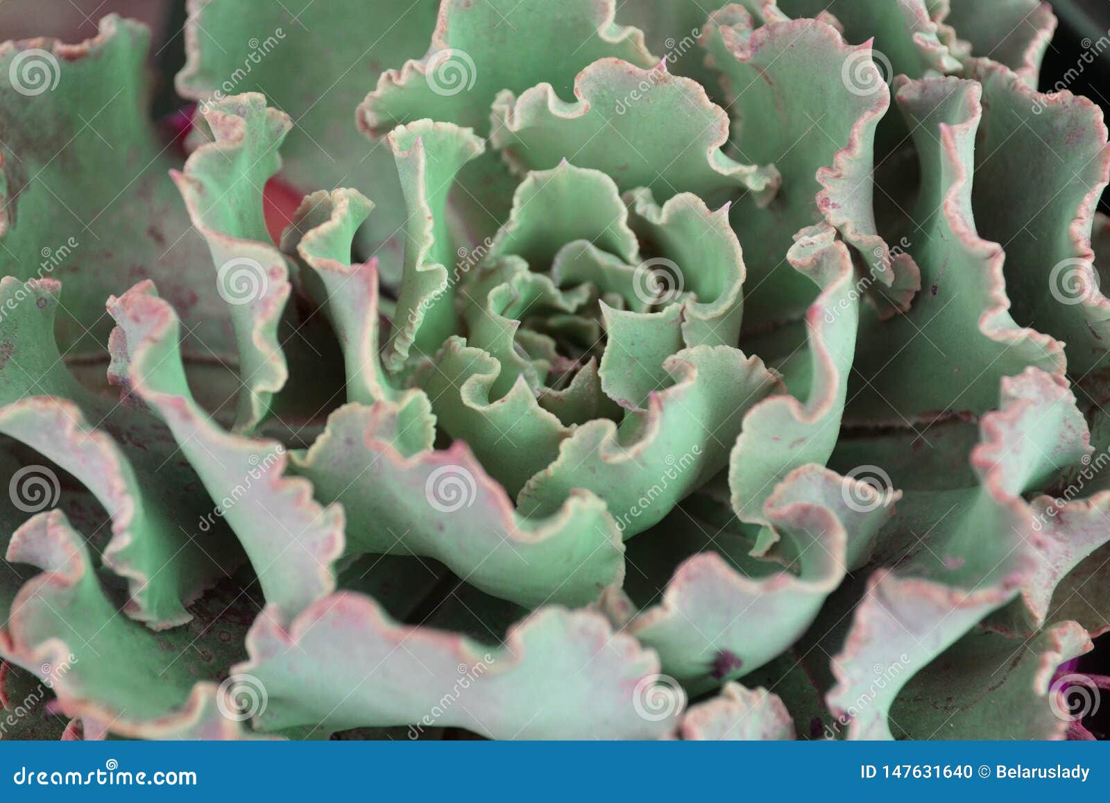 Succulent Echeveria in Form of Terry Cabbage Close Up Texture Stock ...
