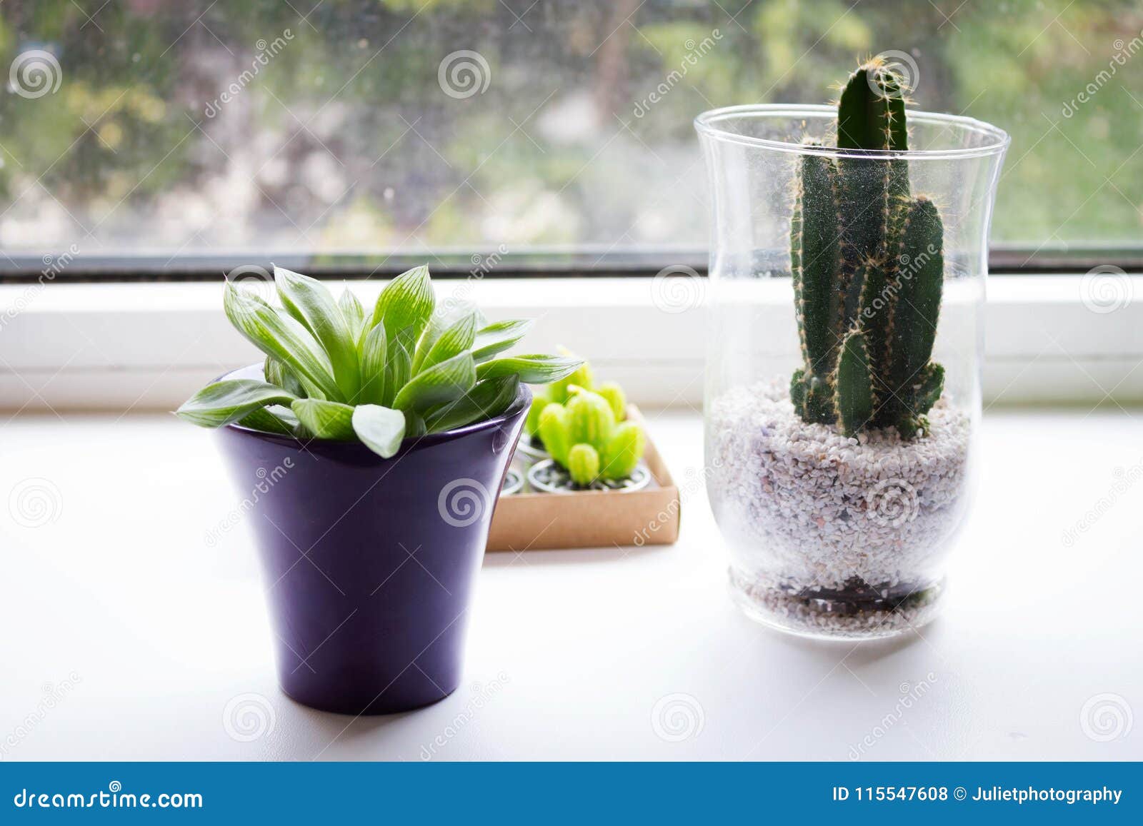 Succulent, Exotic Plants on the Window, Close Up Stock Photo - Image of ...