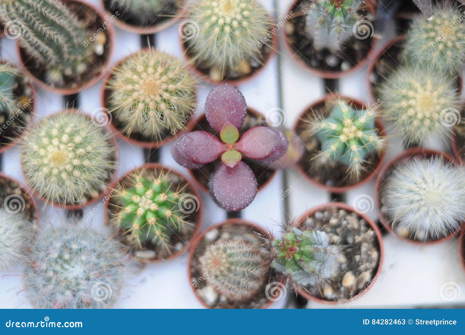 Succulent fat plant stock image. Image of exotic, circle - 84282463