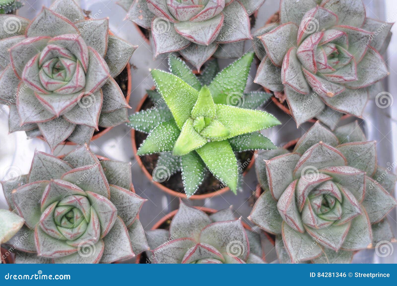 Succulent fat plant stock photo. Image of closeup, earth - 84281346