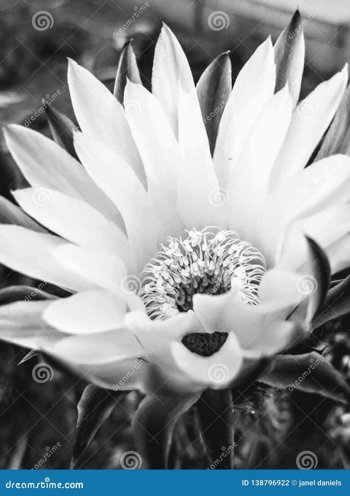 Succulent flower stock photo. Image of flower, white - 138796922