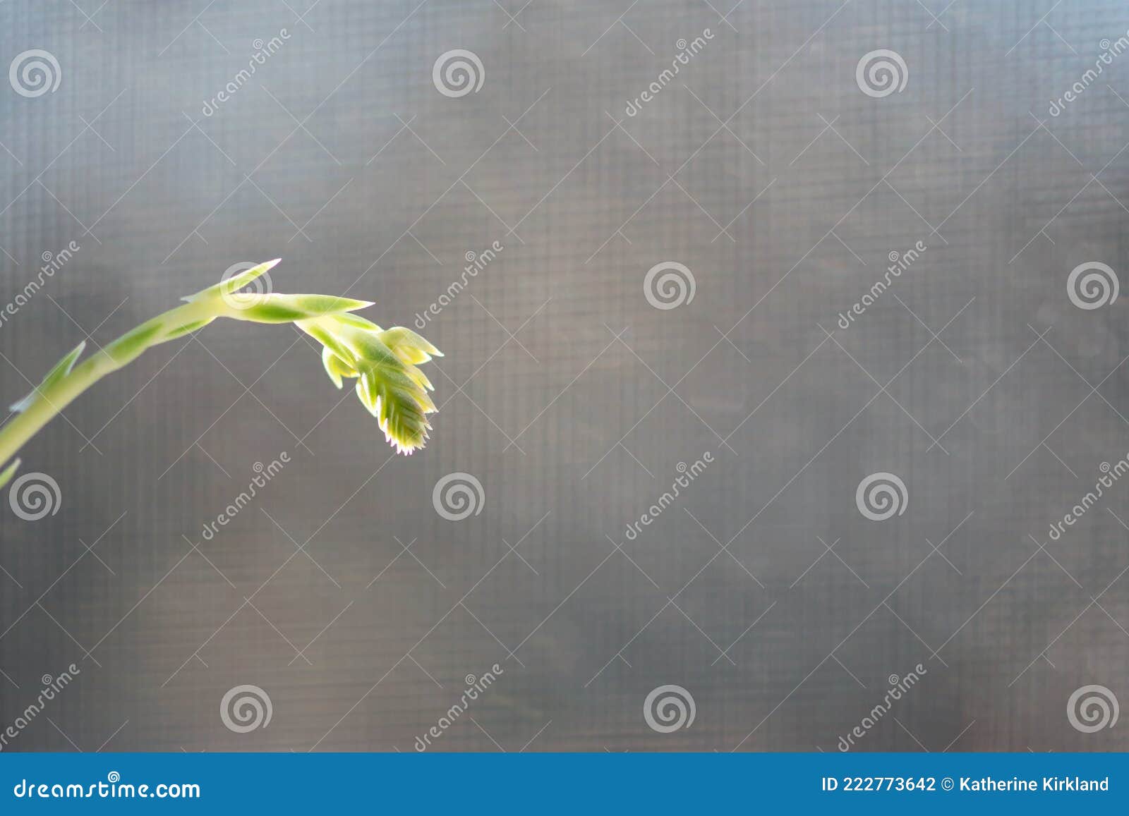 Succulent Flower Bud stock photo. Image of botanical - 222773642