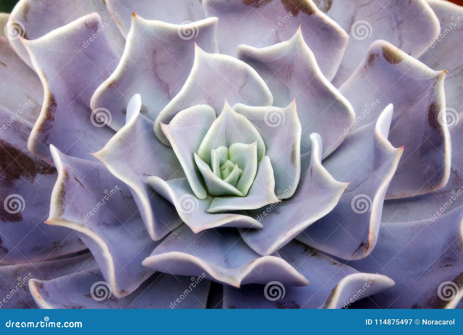 Succulent flower stock image. Image of floral, agave - 114875497