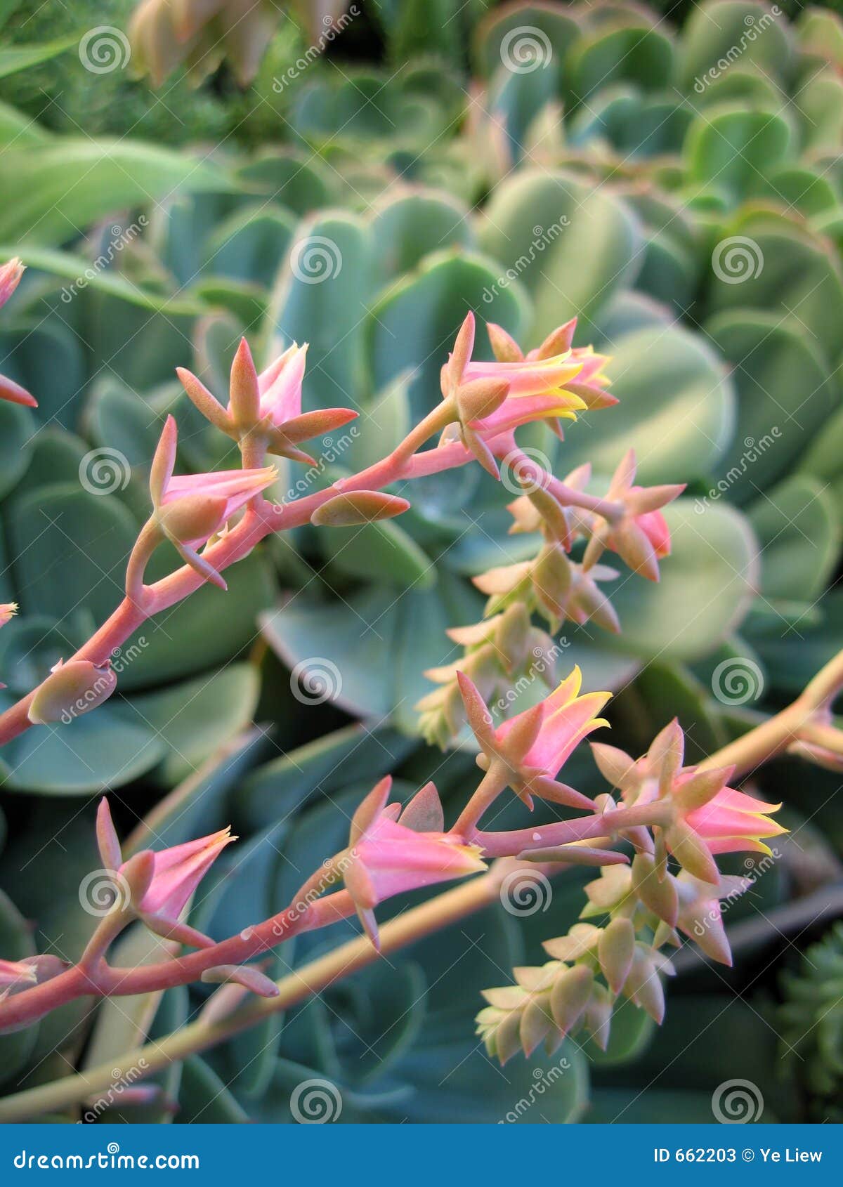 Succulent Flowers stock image. Image of saver, leaves, flora - 662203