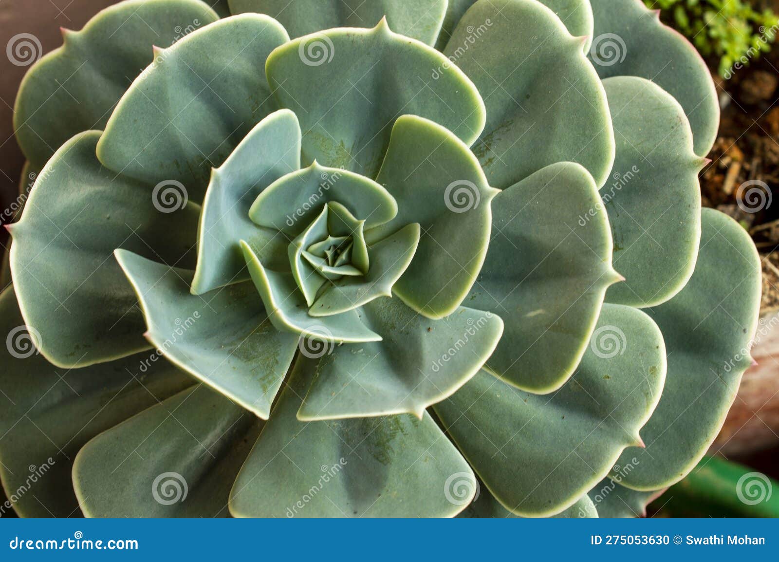 Succulent Forming a Beautiful Texture Pattern Background Stock Photo ...