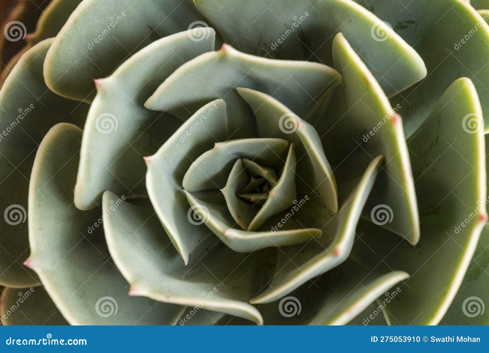 Succulent Forming a Beautiful Texture Pattern Background Stock Photo ...