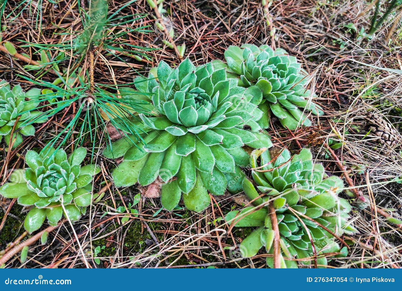 Succulent Grows on Coniferous Ground in the Forest. Stock Photo - Image ...
