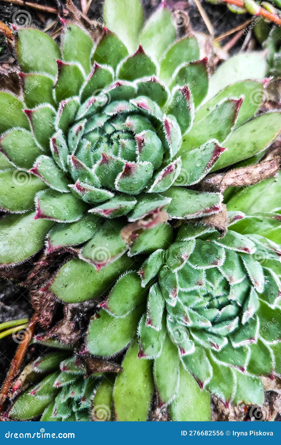 Succulent Grows on Coniferous Ground in the Forest. Stock Photo - Image ...