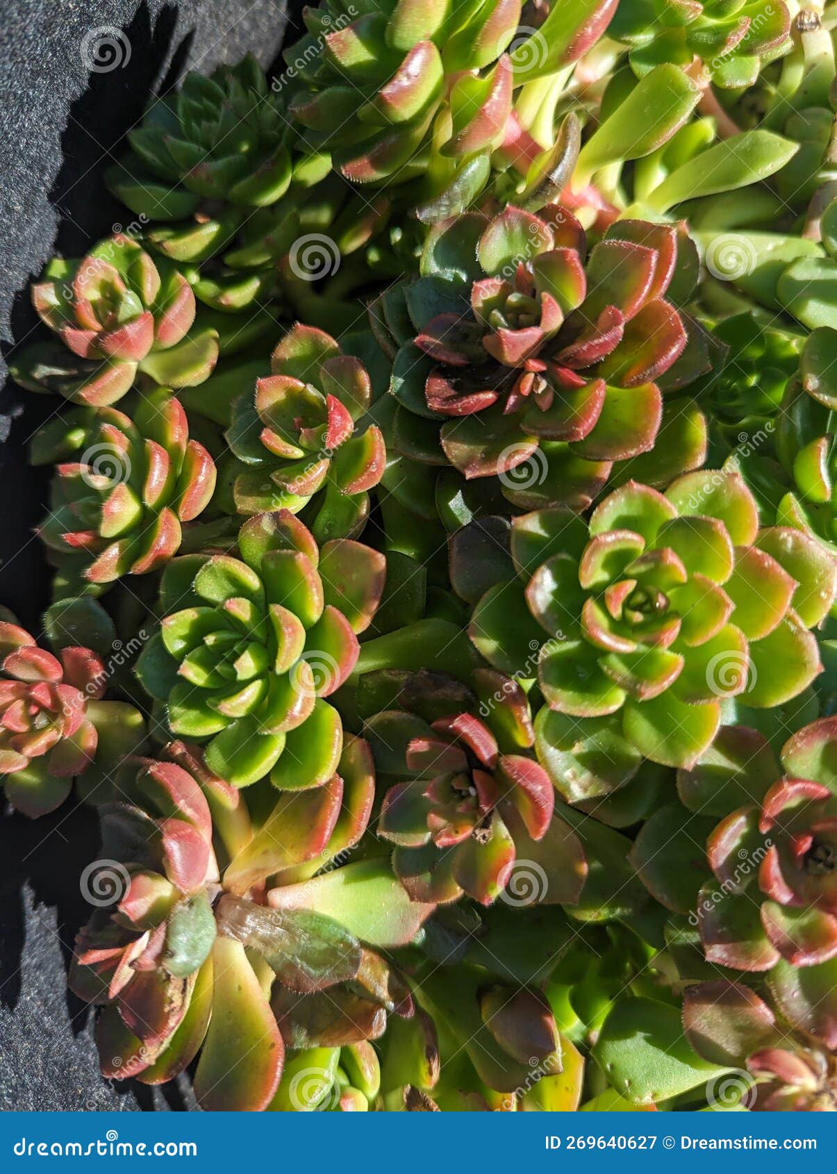 Succulent hens and chicks stock image. Image of succulent - 269640627