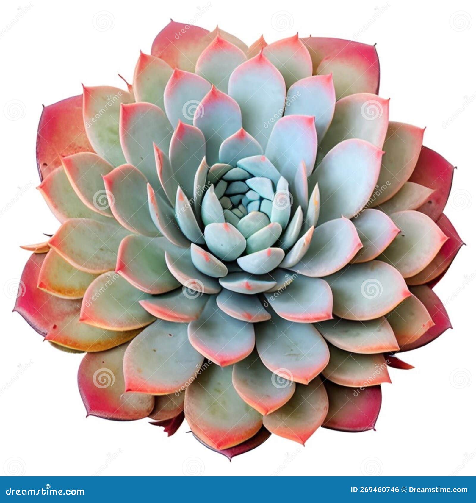 Colorful Succulent Isolated on White Background Stock Photo - Image of ...