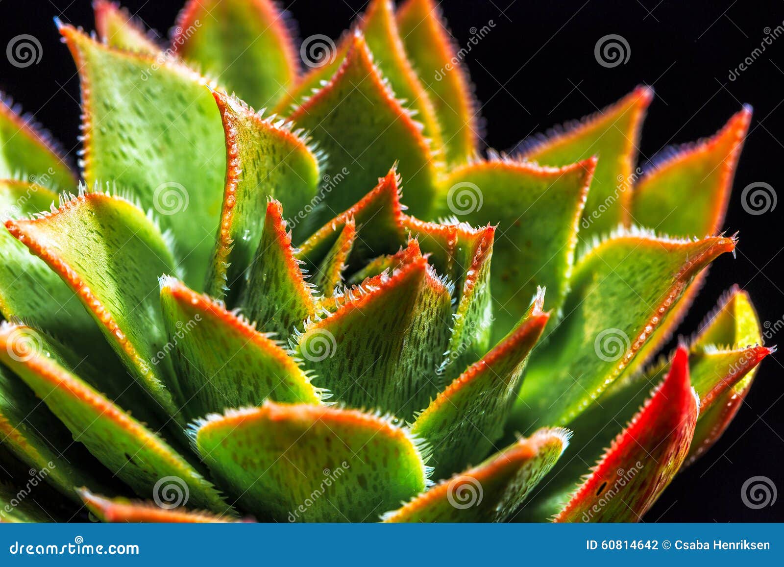 Succulent stock photo. Image of beautiful, plants, decoration - 60814642