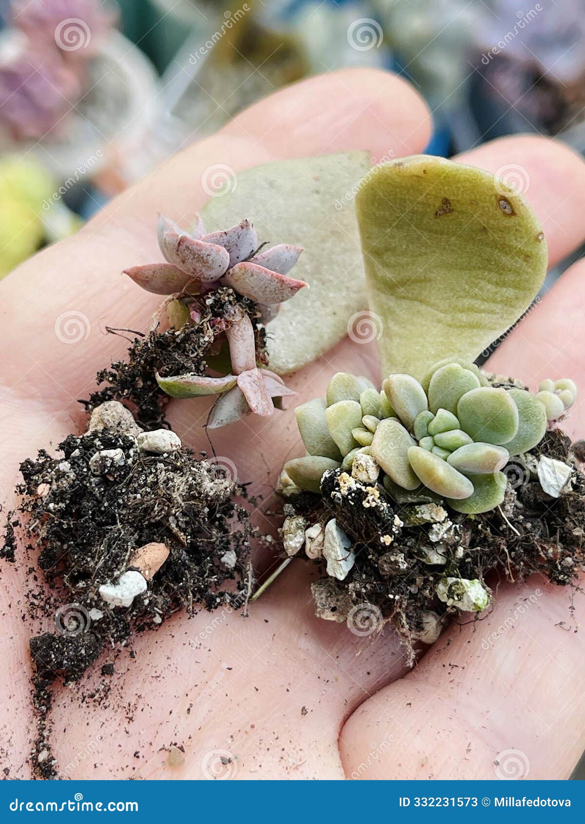 Succulent Leaves with Small Rosette. Succulent Propagation from Leaves ...