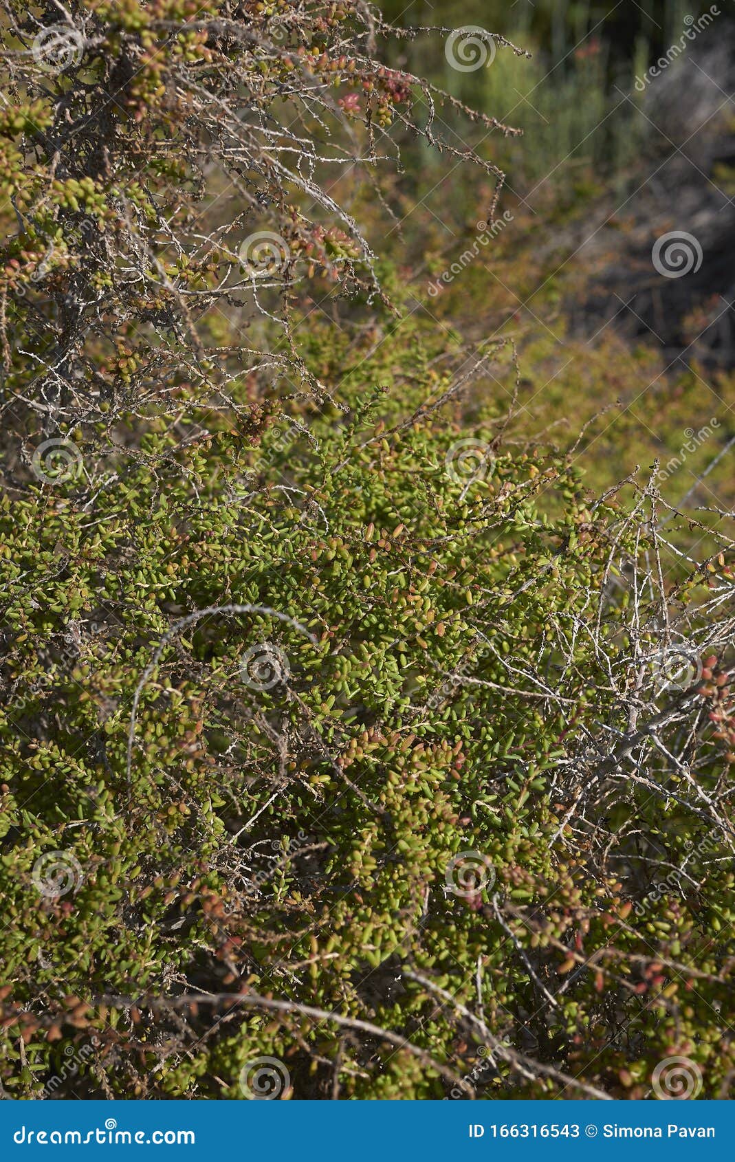 Suaeda vera shrub stock image. Image of outdoor, botanical - 166316543