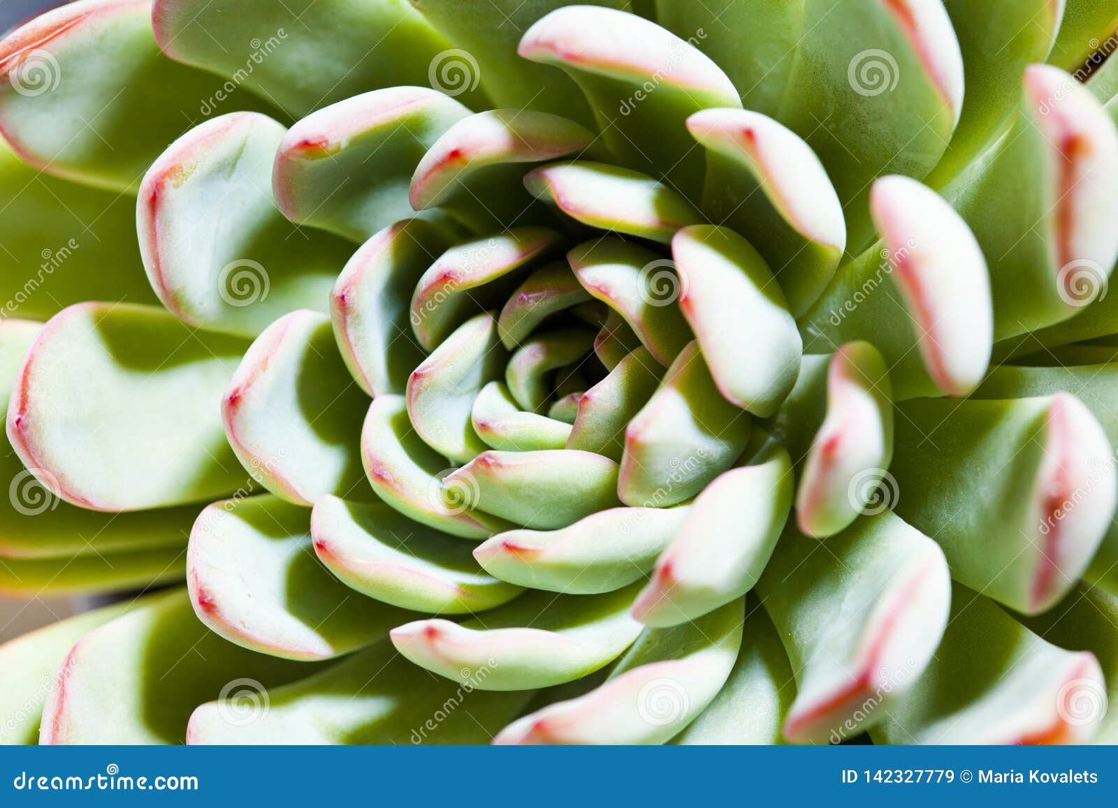 Succulent macro background stock image. Image of botanical - 142327779