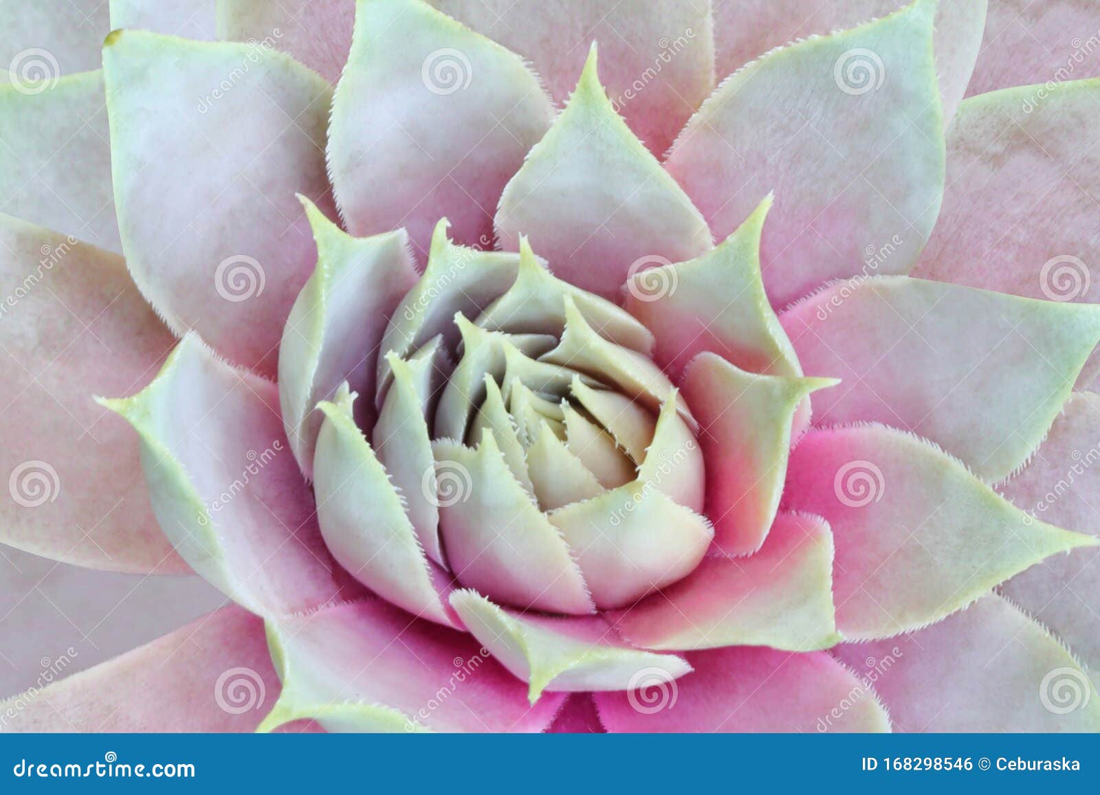 Succulent Macro - Succulent Background Stock Photo - Image of ...