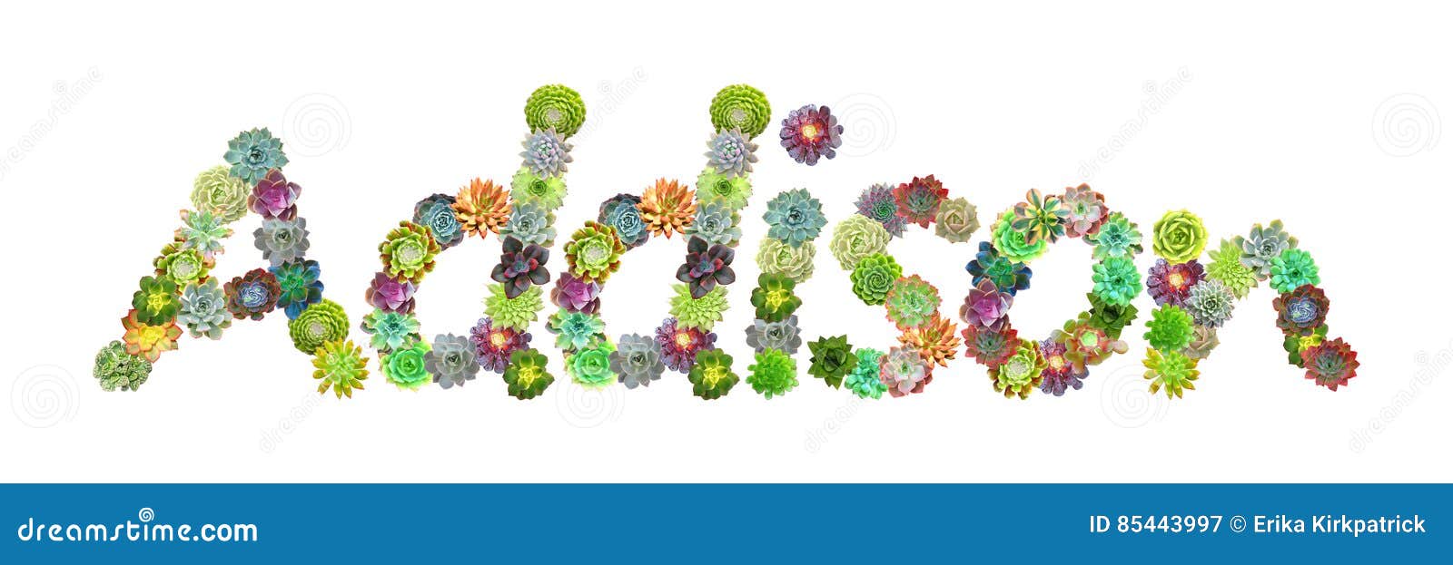 Succulent Name Addison stock illustration. Illustration of cactus ...