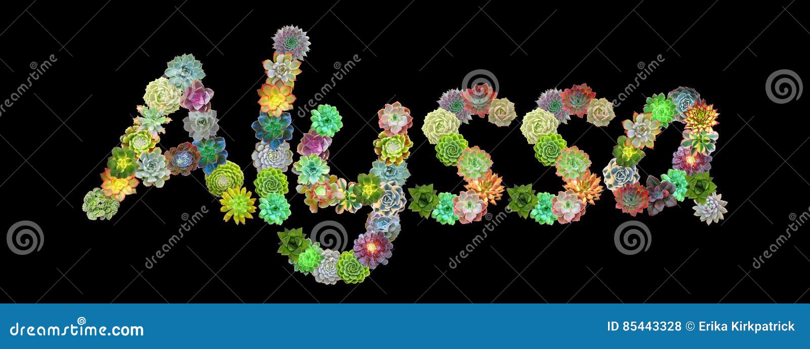 Succulent Name Alyssa stock illustration. Illustration of blue - 85443328