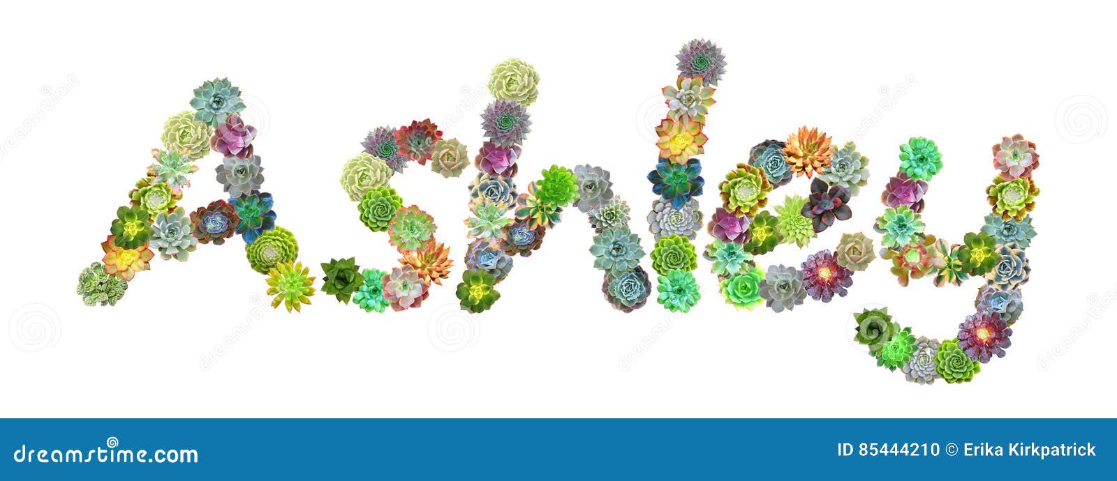 Succulent Name Ashley stock illustration. Illustration of banner - 85444210
