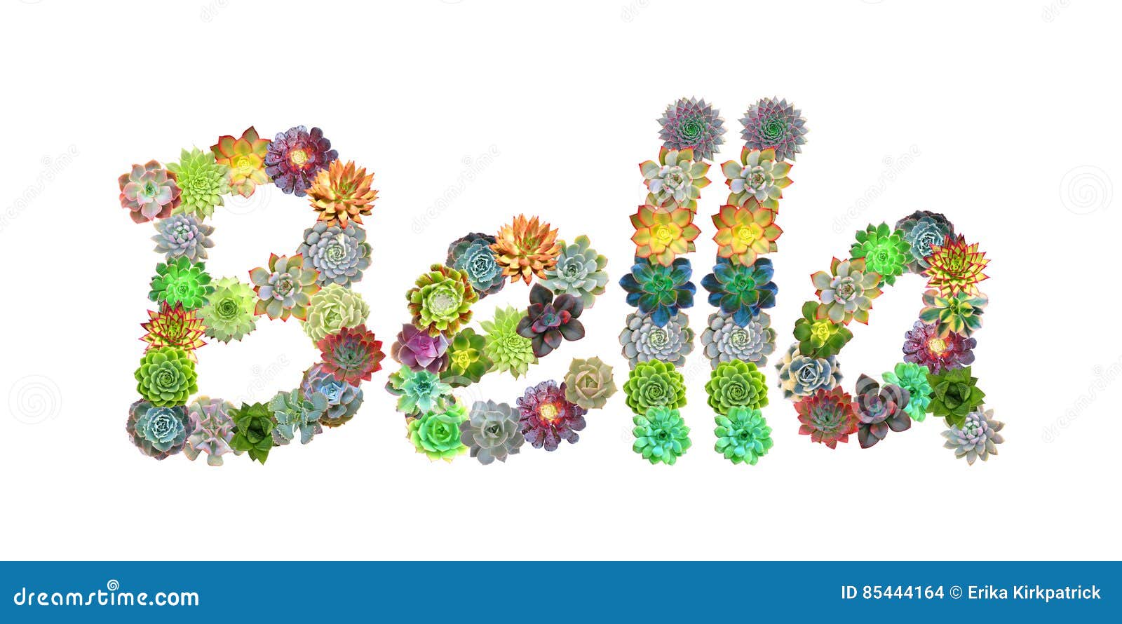 Succulent Name Bella stock illustration. Illustration of banner - 85444164