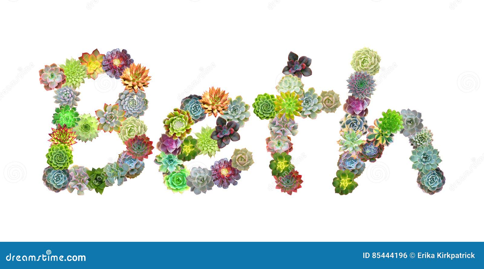 Succulent Name Beth stock illustration. Illustration of flora - 85444196
