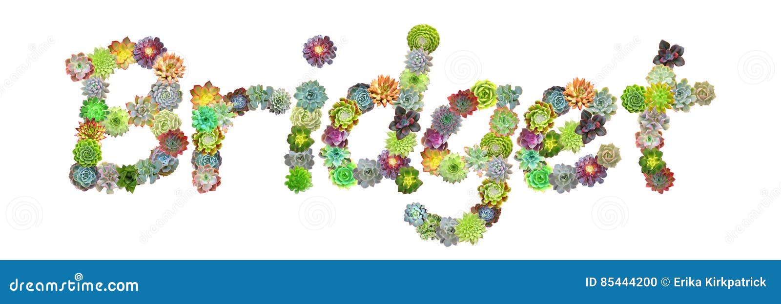 Succulent Name Bridget stock illustration. Illustration of flower ...