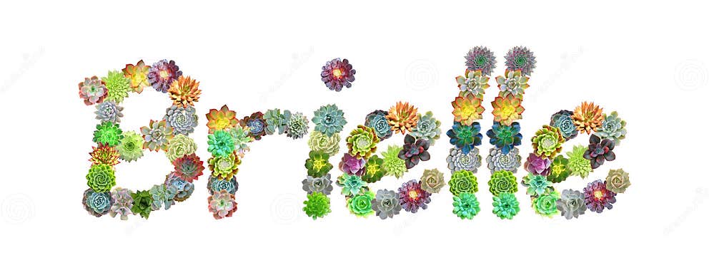 Succulent Name Brielle stock illustration. Illustration of girl - 85444416