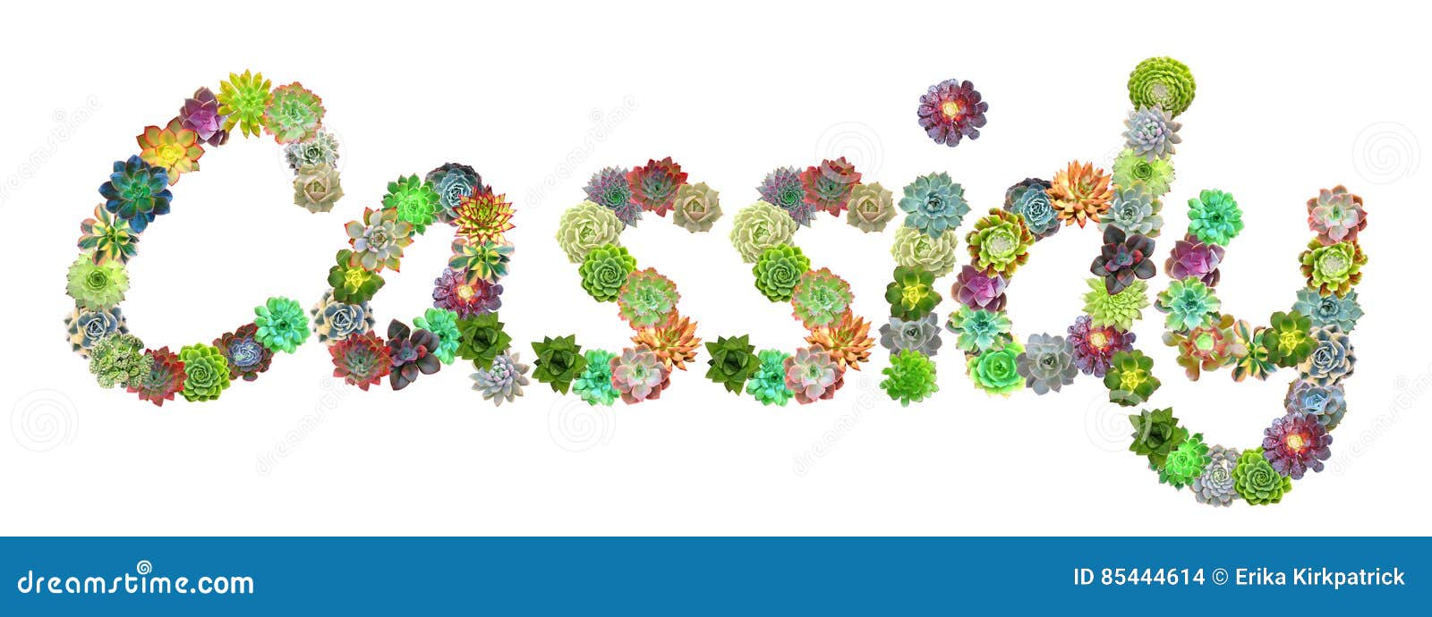 Succulent Name Cassidy stock illustration. Illustration of color - 85444614