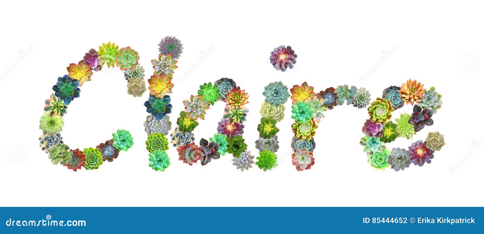 Succulent Name Claire stock illustration. Illustration of customizeable ...