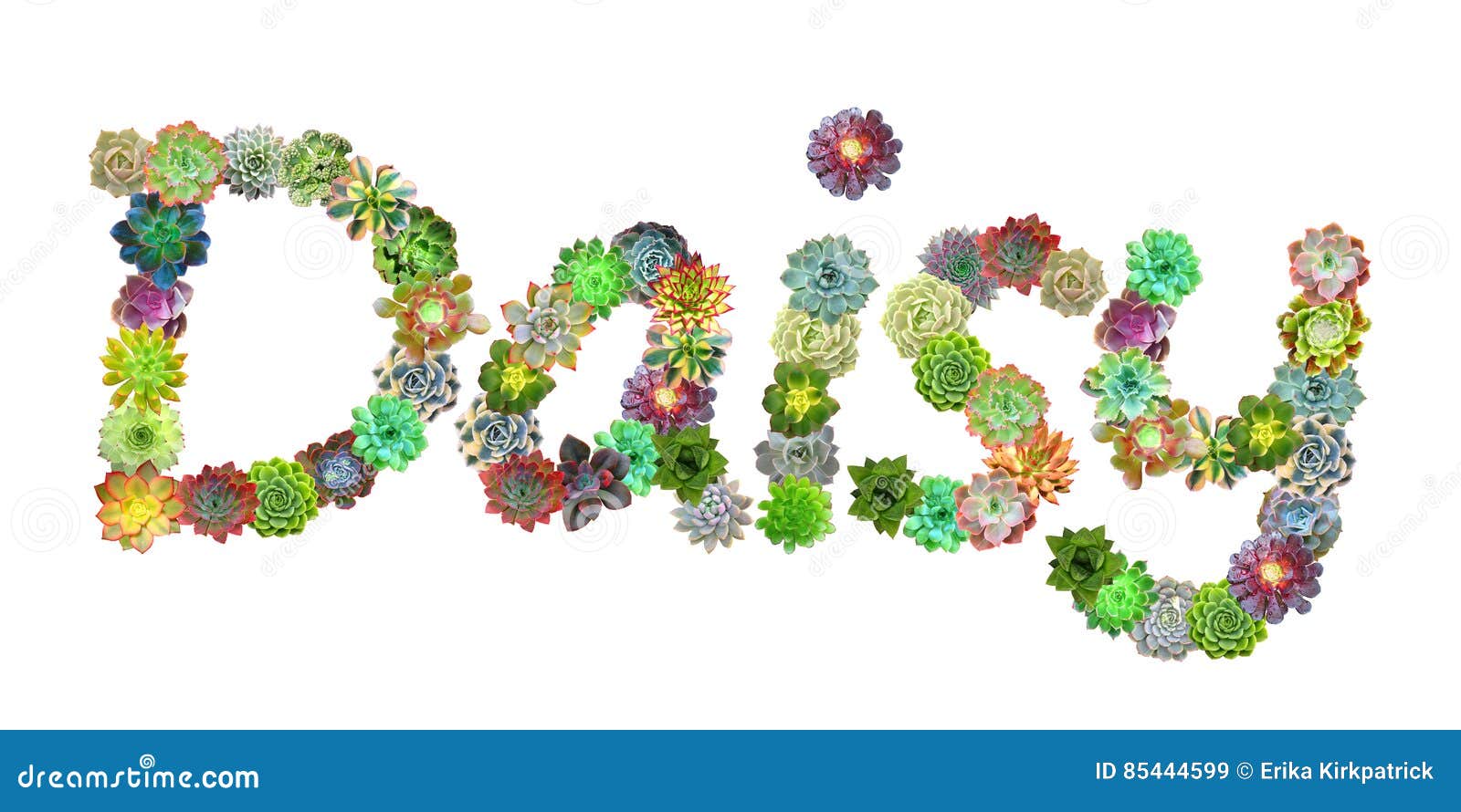 Succulent Name Daisy stock illustration. Illustration of card - 85444599