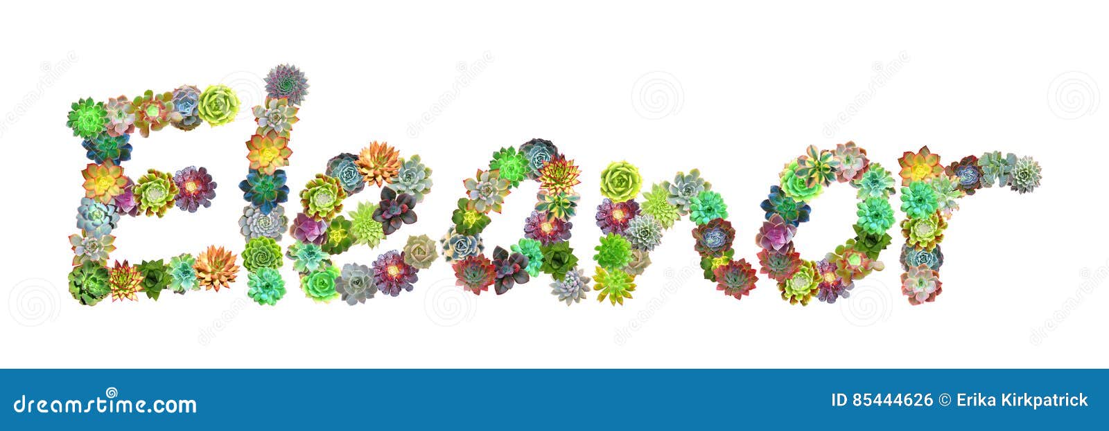 Succulent Name Eleanor stock illustration. Illustration of card - 85444626