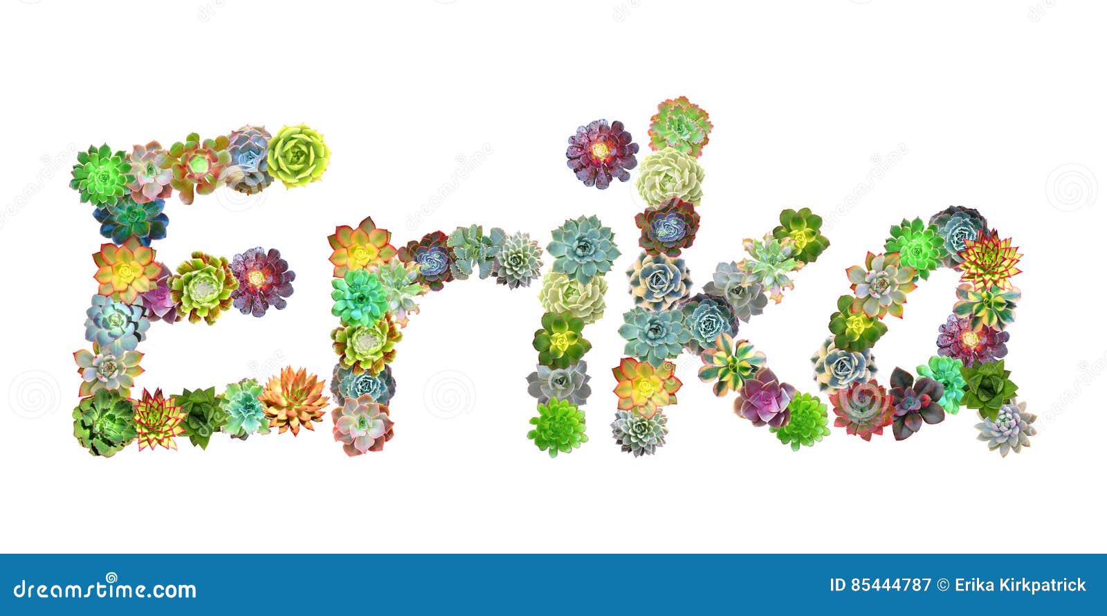Succulent Name Erika stock illustration. Illustration of customize ...