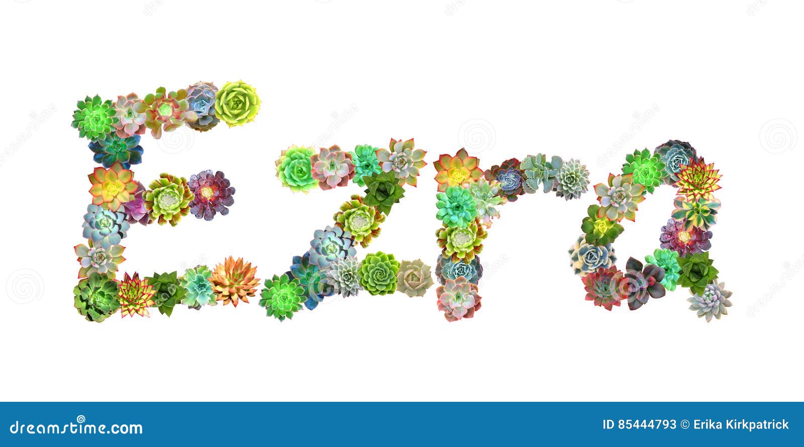 Succulent Name Ezra stock illustration. Illustration of banner - 85444793