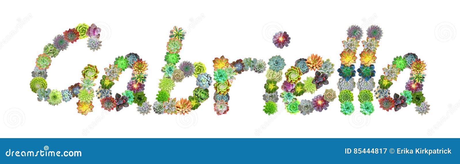 Succulent Name Gabriella stock illustration. Illustration of alphabet ...