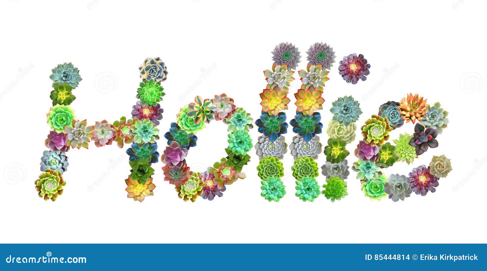 Succulent Name Hollie stock illustration. Illustration of colorful ...