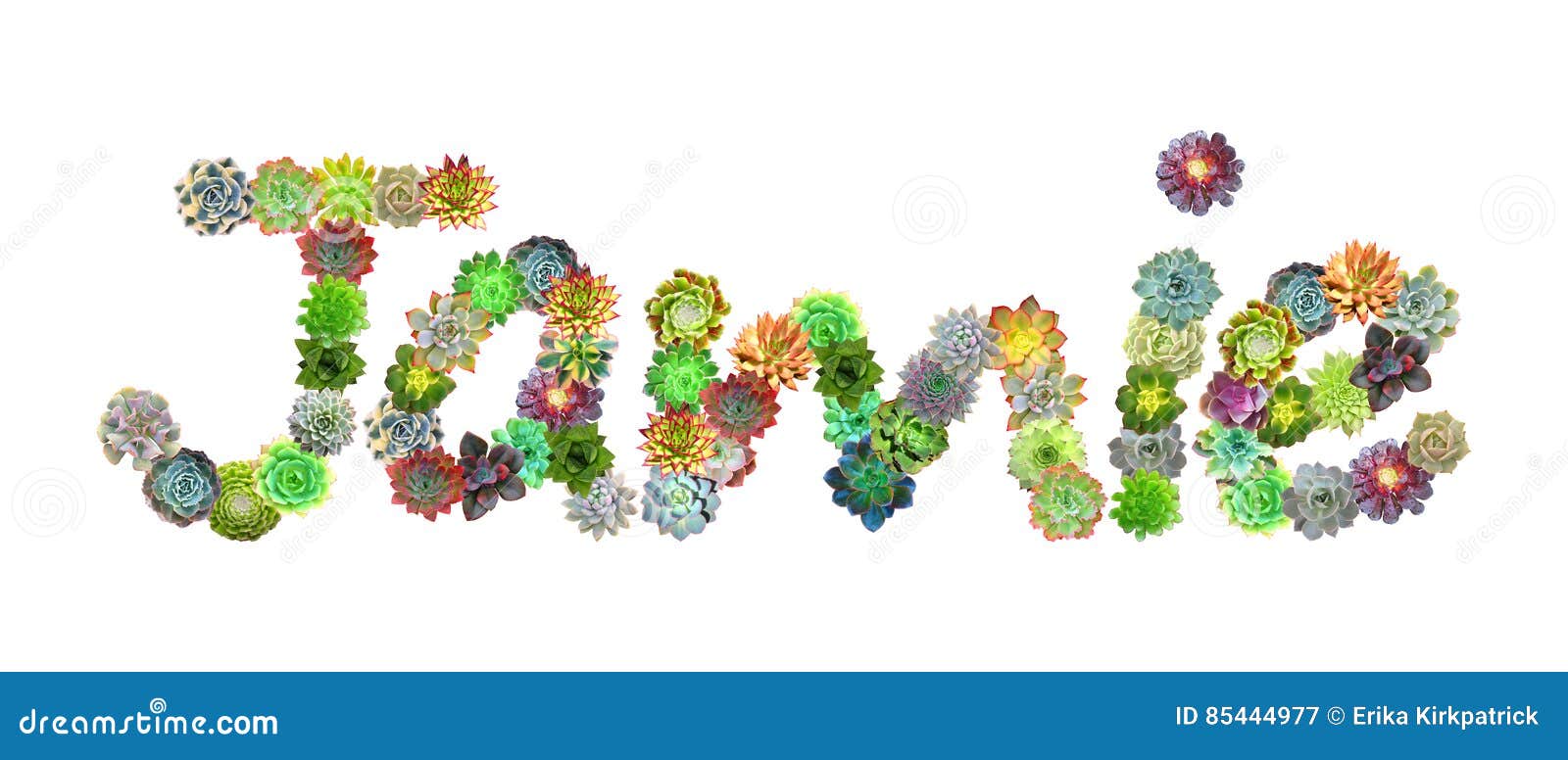 Succulent Name Jamie stock illustration. Illustration of annie - 85444977