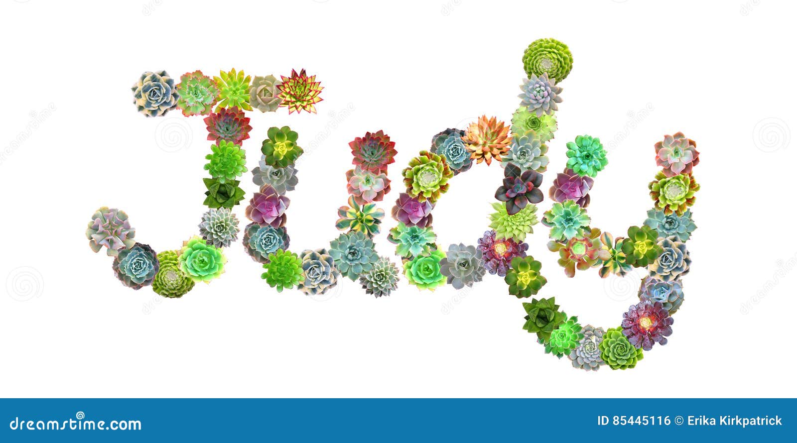 Succulent Name Judy stock illustration. Illustration of decoration ...