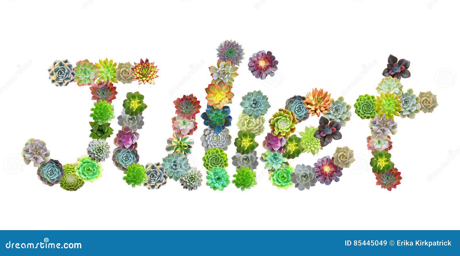 Succulent Name Juliet stock illustration. Illustration of blue - 85445049