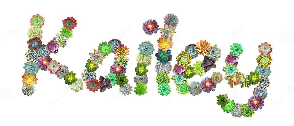 Succulent Name Kailey stock illustration. Illustration of blossom ...