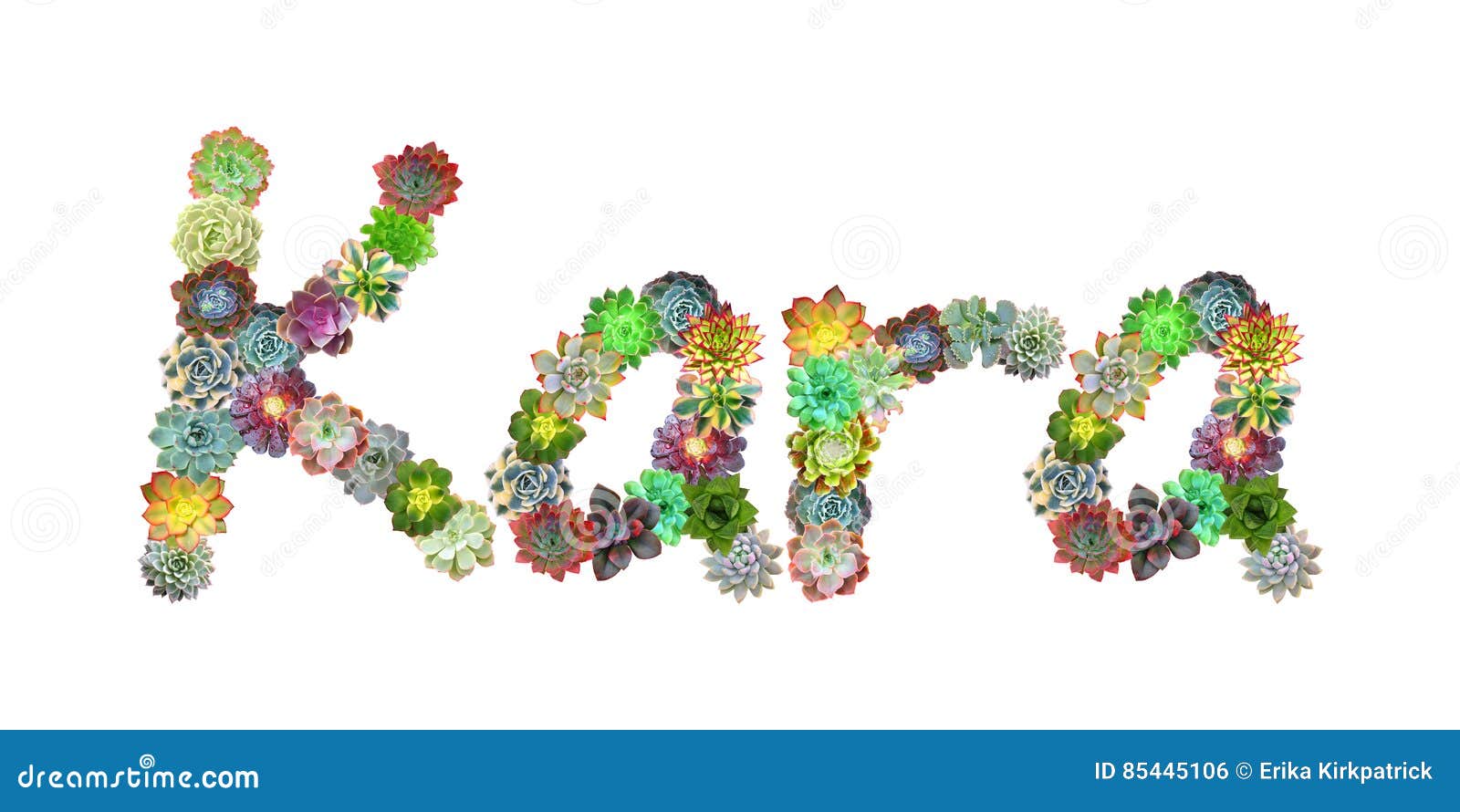 Succulent Name Kara stock illustration. Illustration of design - 85445106