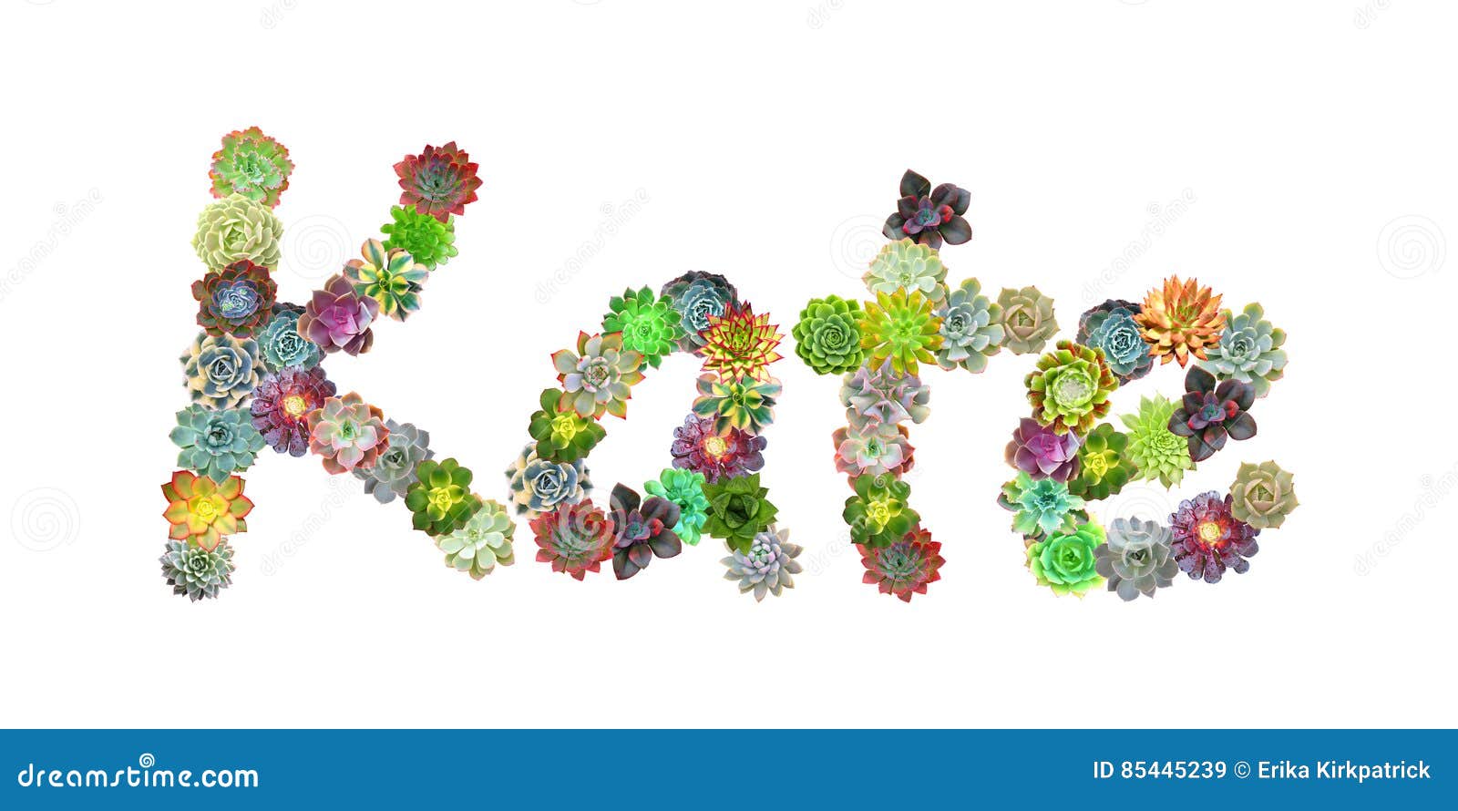 Succulent Name Kate stock illustration. Illustration of floral - 85445239