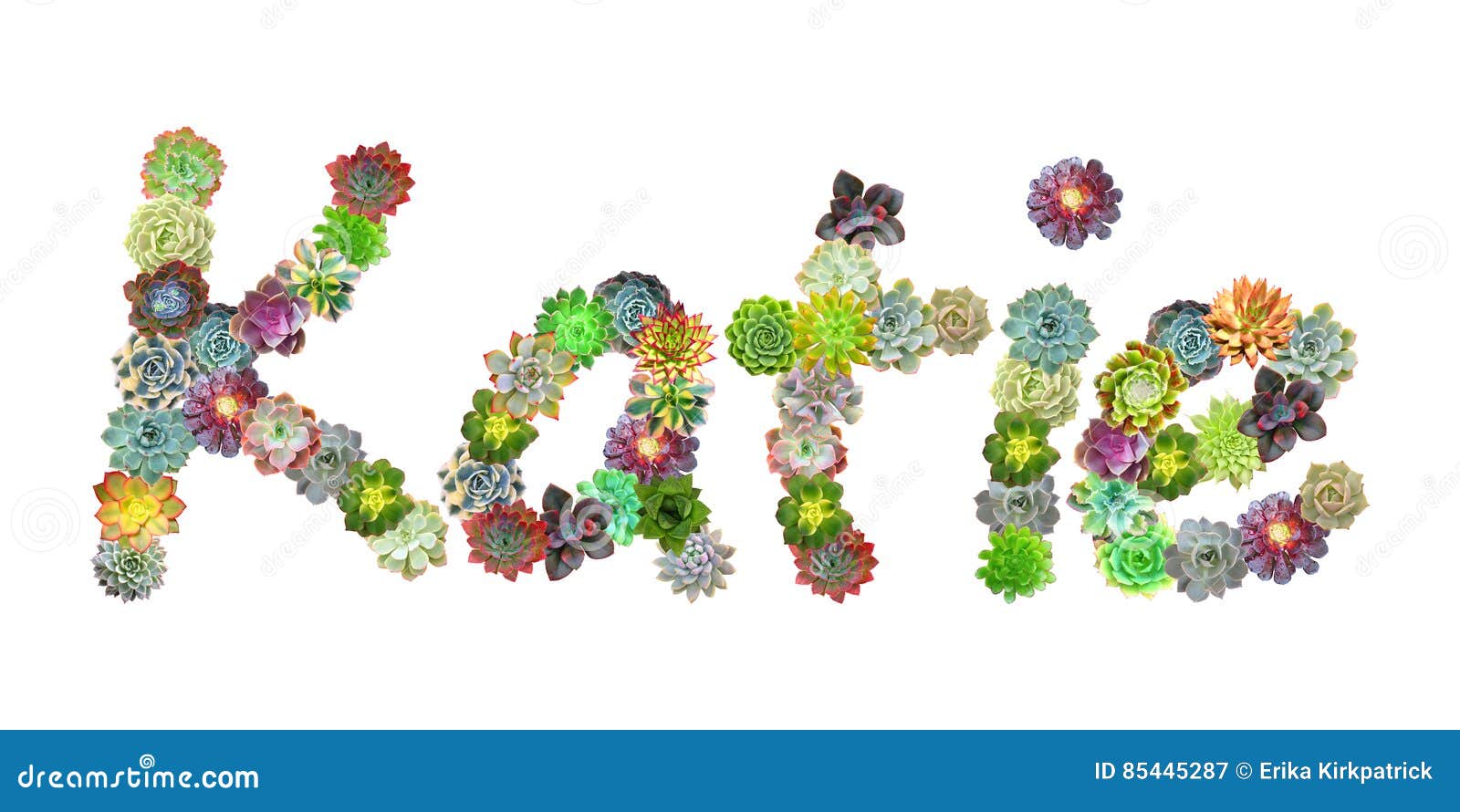 Succulent Name Katie stock illustration. Illustration of decoration ...