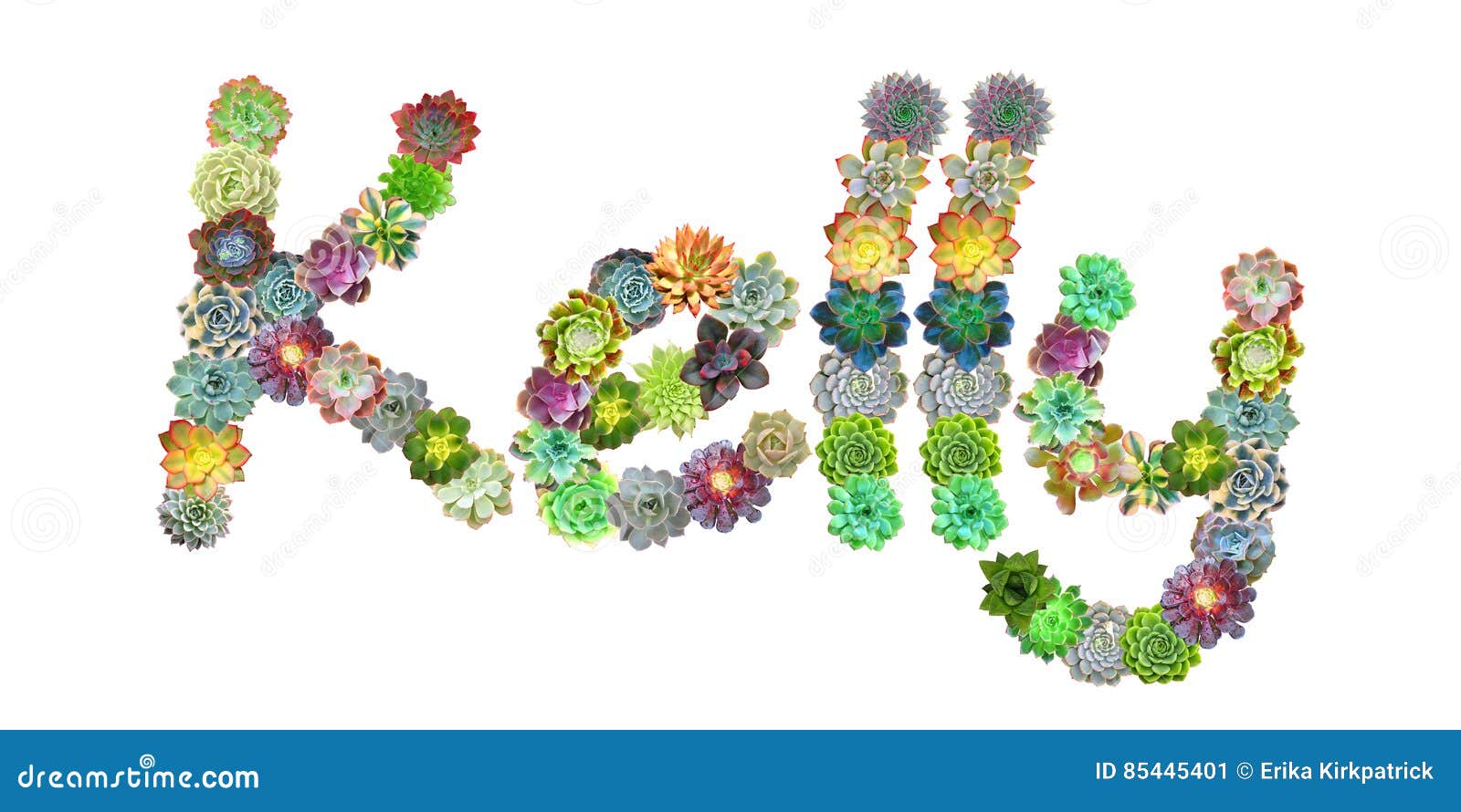 Succulent Name Kelly stock illustration. Illustration of color - 85445401