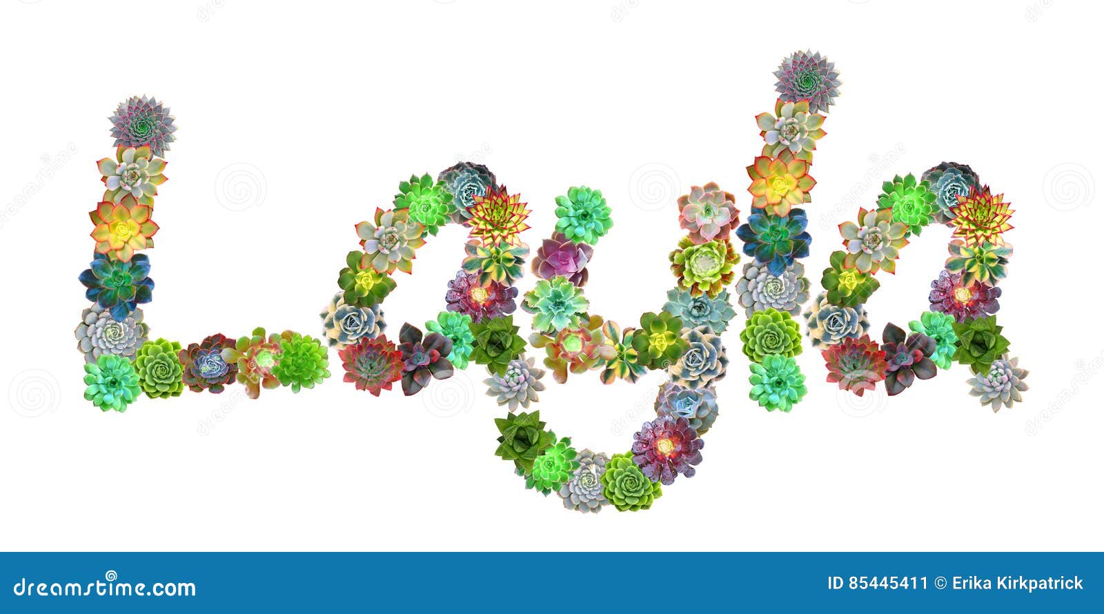 Succulent Name Layla stock illustration. Illustration of bloom - 85445411