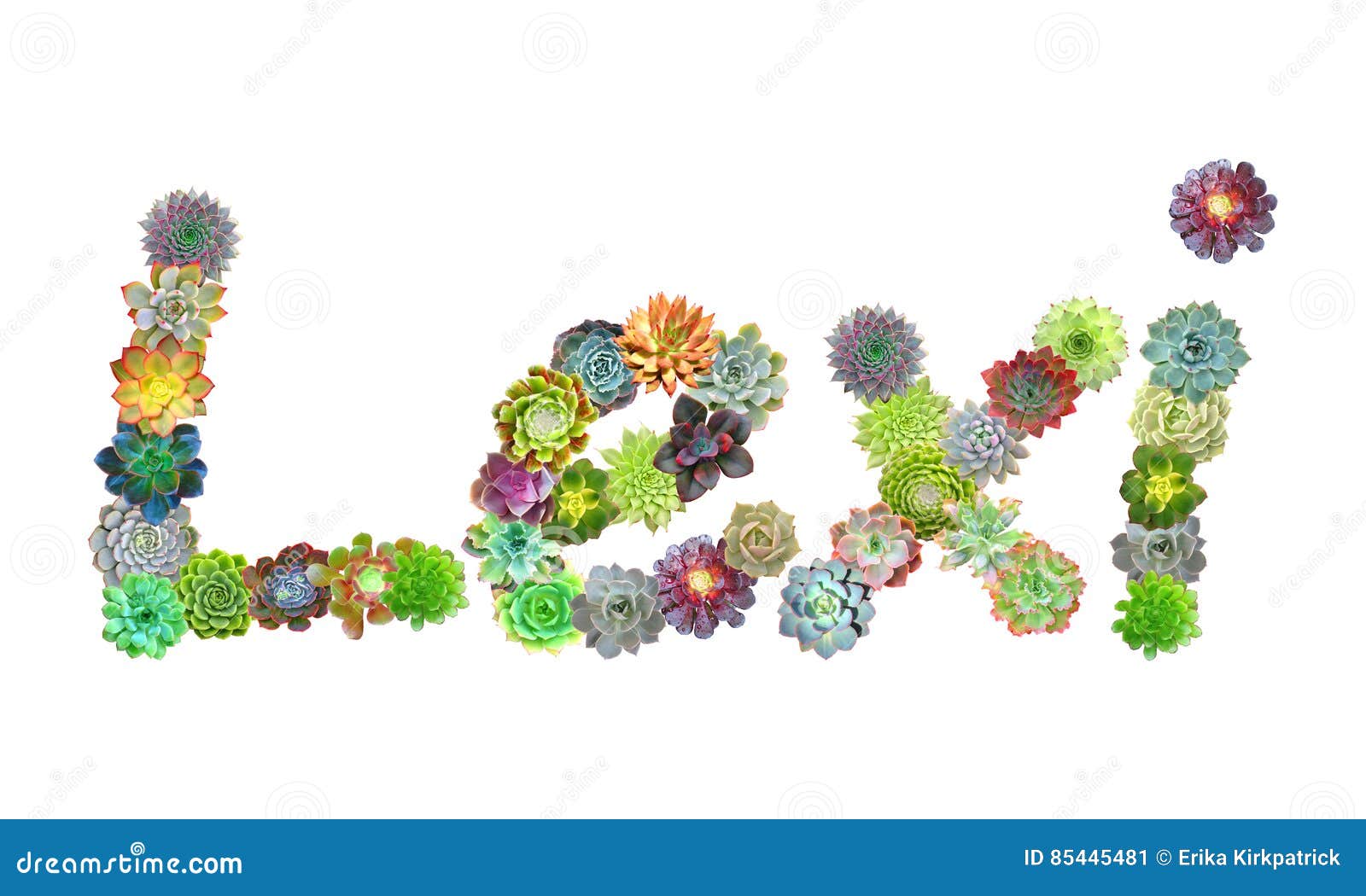 Succulent Name Lexi stock illustration. Illustration of custom - 85445481