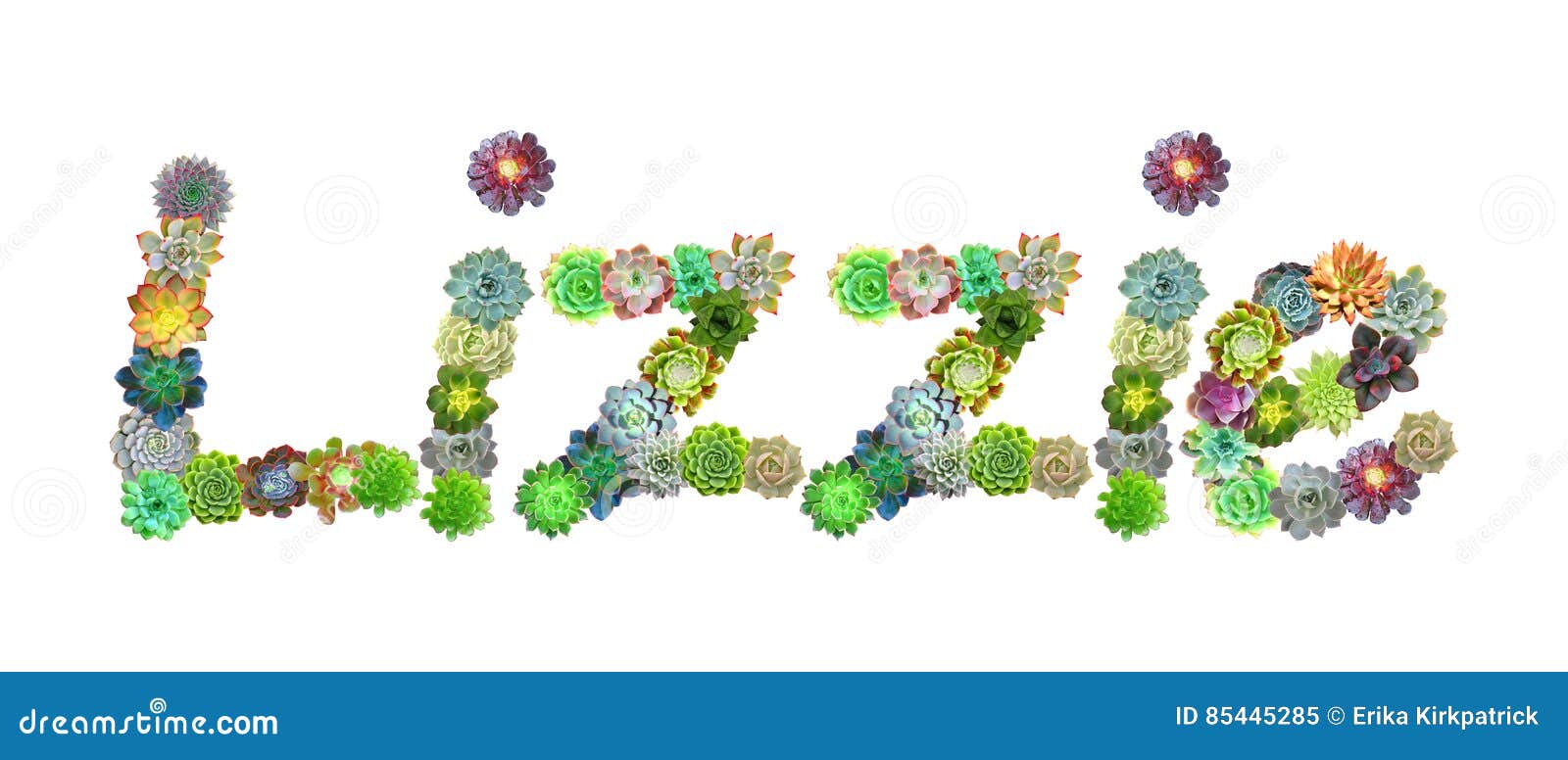 Succulent Name Lizzie stock illustration. Illustration of blossom ...