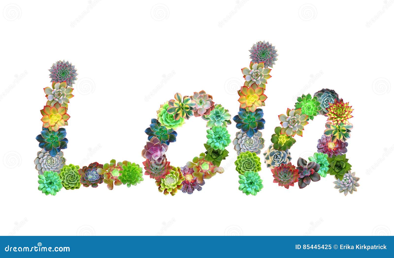 Succulent Name Lola stock illustration. Illustration of annie - 85445425