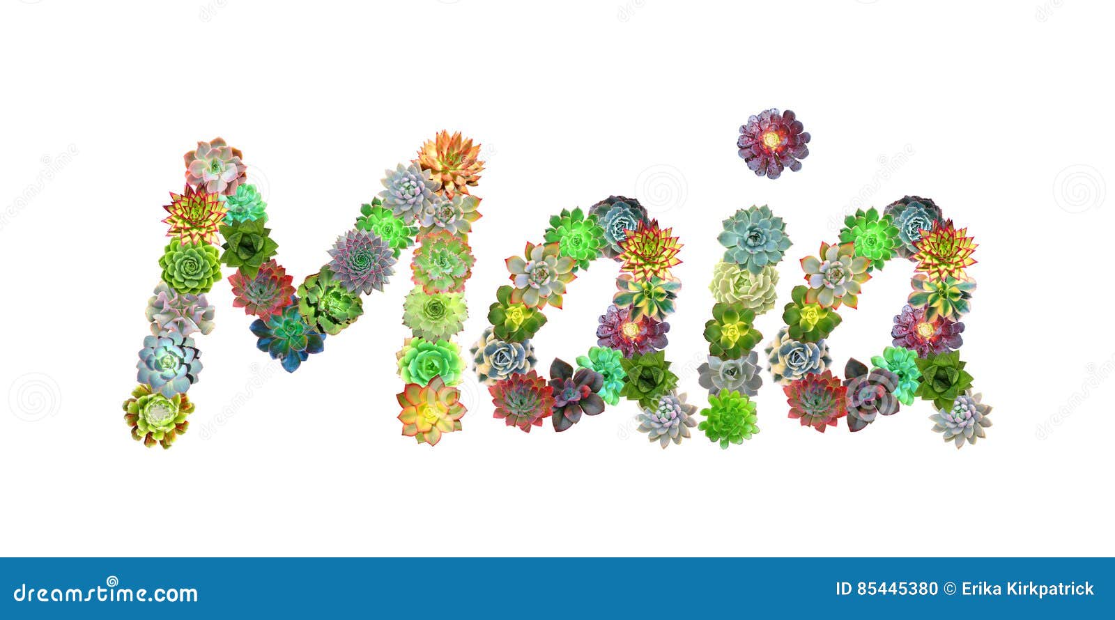 Succulent Name Maia stock illustration. Illustration of flower - 85445380